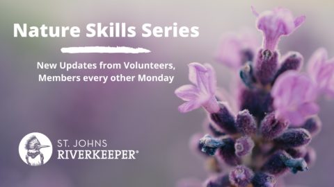 Nature Skills: Share Your Knowledge - St. Johns Riverkeeper