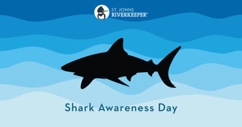 Shark Awareness Day - St. Johns Riverkeeper